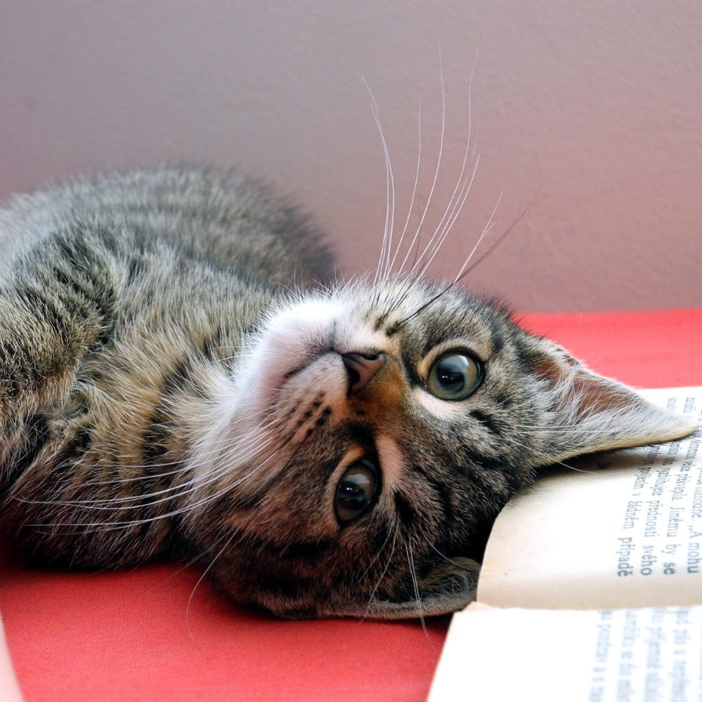 One of the top cat blogs in USA 2021 | Perfect place to know your cat ...