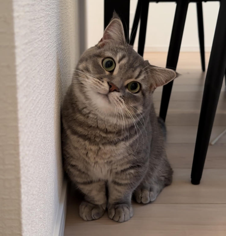 When Are Cats Fully Grown? Exploring the Fascinating Life Stages of ...