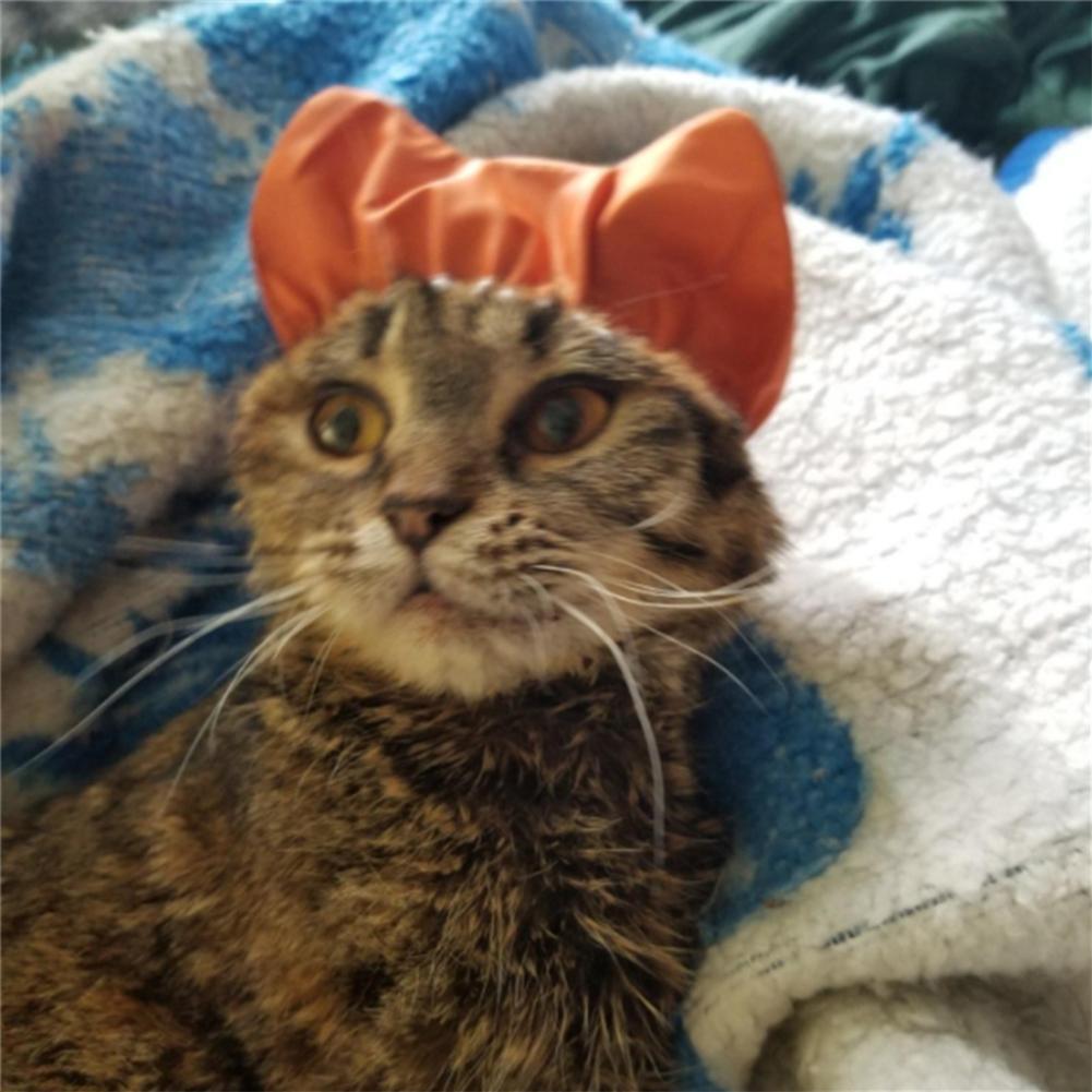 Cat Shower Cap for Bathing | Protect Ears & Reduce Stress – CatCurio ...